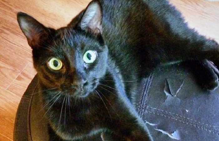 El gato negro vive con esta familia desde hace muchos años, no creerás ...