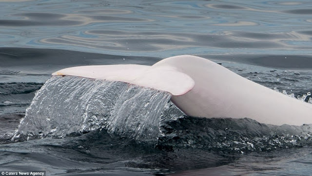 Resulta que en el mundo animal también hay albinos un delfín que vive ...