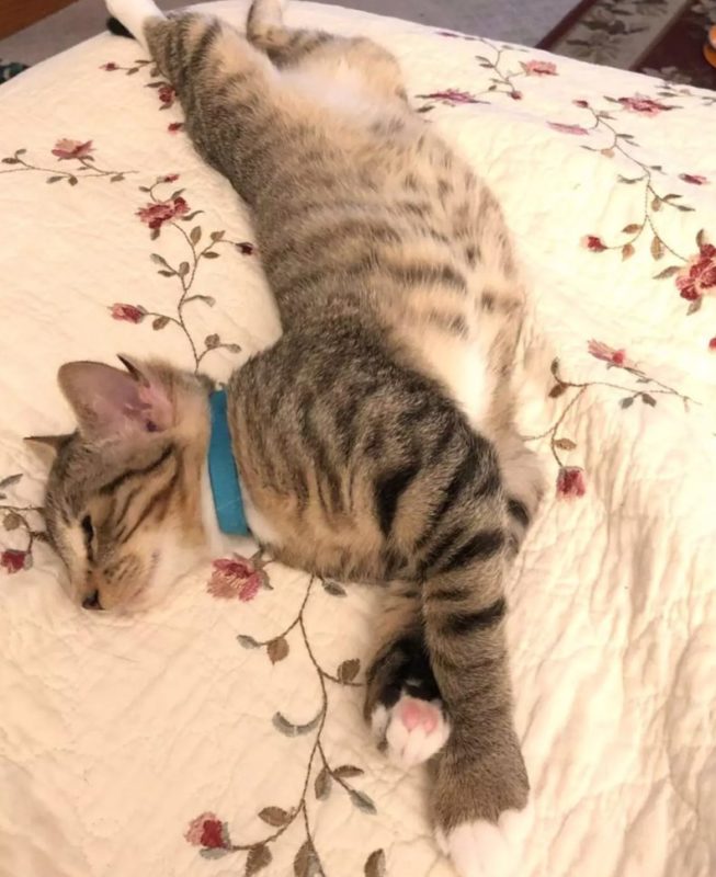 Gracias al nuevo dueño, la vida del gatito cobró sentido, que nació con ...
