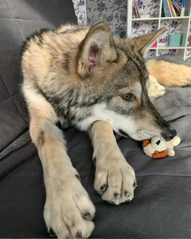 Una niña de buen corazón dio cobijo a una loba abandonada por su madre ...