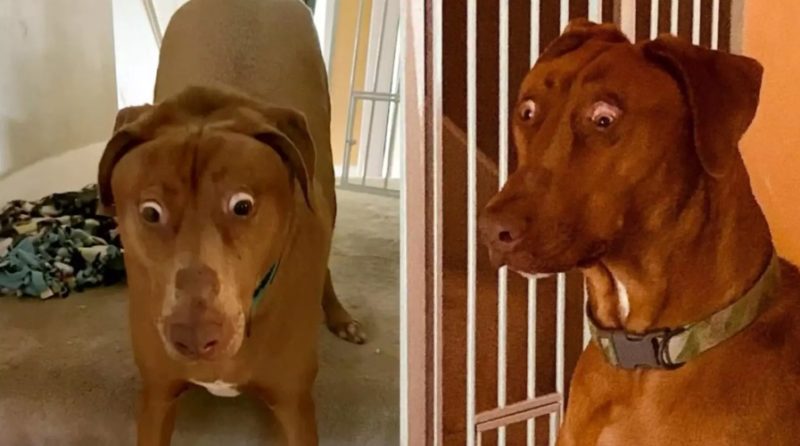 Ella es un perro dulce y un poco tonto. Si los perros pudieran reírse ...