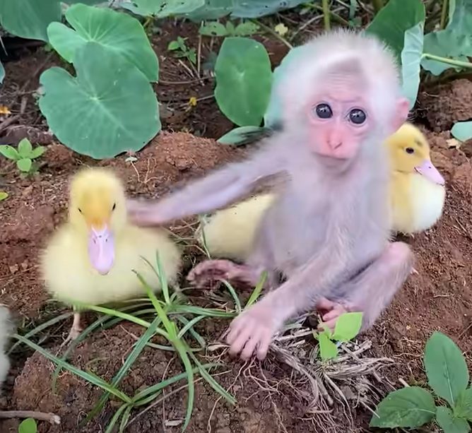 Los patitos están jugando con el pelaje del mono, y el mono parece ...