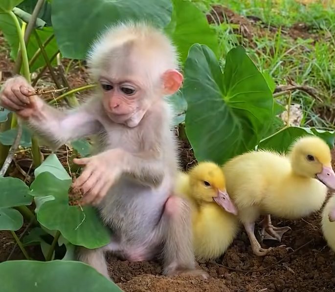 Los patitos están jugando con el pelaje del mono, y el mono parece ...