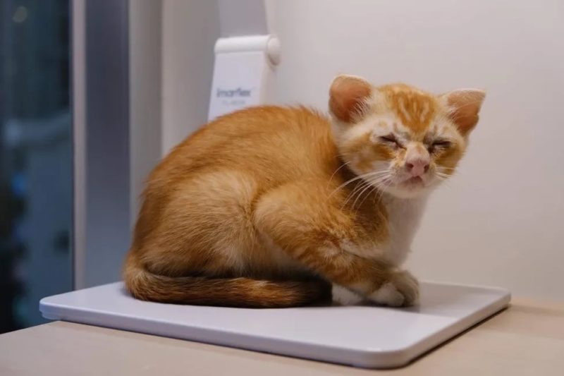El gatito se comportó asustado, pero en manos humanas se relajó de ...