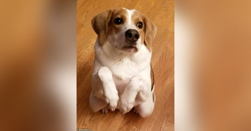 Fue allí donde resultó que un cachorro tenía un síndrome de columna ...