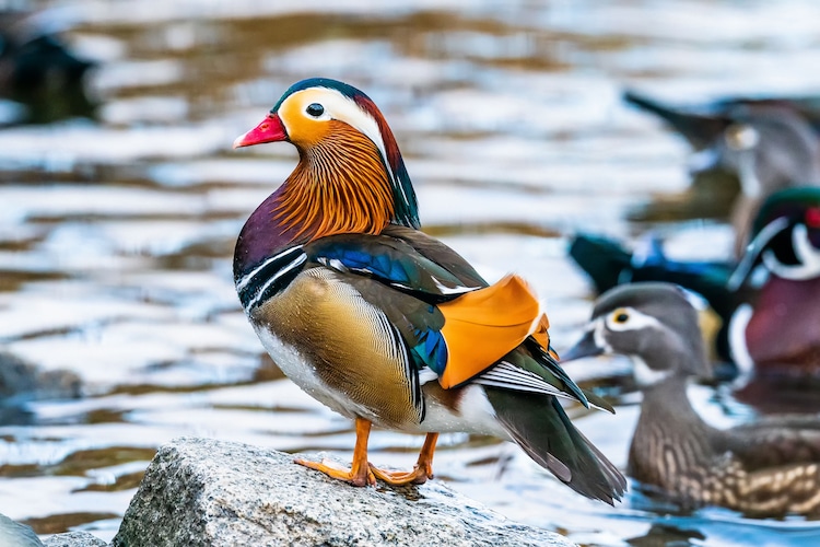 Conoce a las mandarinas, los patos más bellos del mundo. Además, los ...
