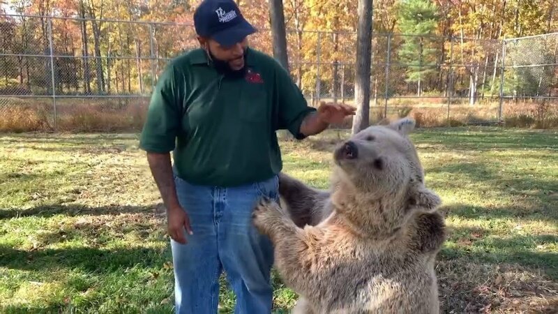 Años más tarde, el oso reconoció al hombre que la había cuidado y ...
