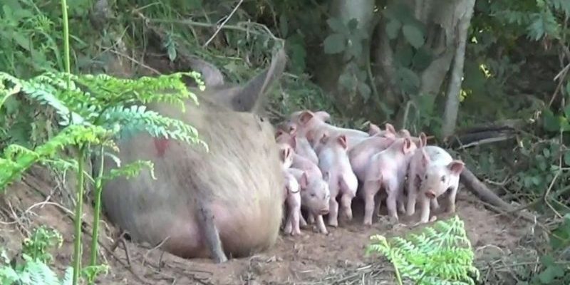 Los animales tienen un instinto maternal innato
